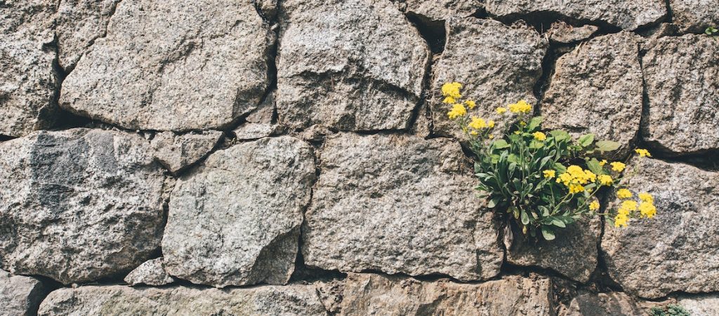 What Does The Bible Say About Self Control Olive Tree Blog what-does-the-bible-say-about-self-control-olive-tree-blog