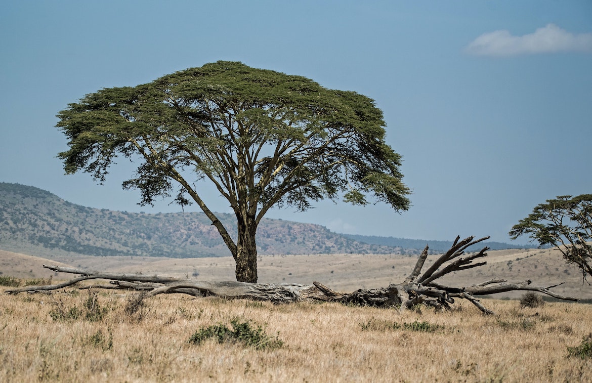Trees in the Bible - Olive Tree Blog
